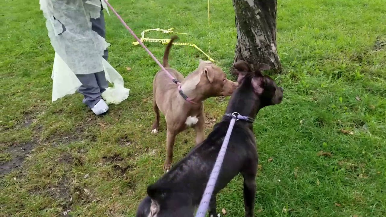 Ahri meeting male dog BJ - YouTube