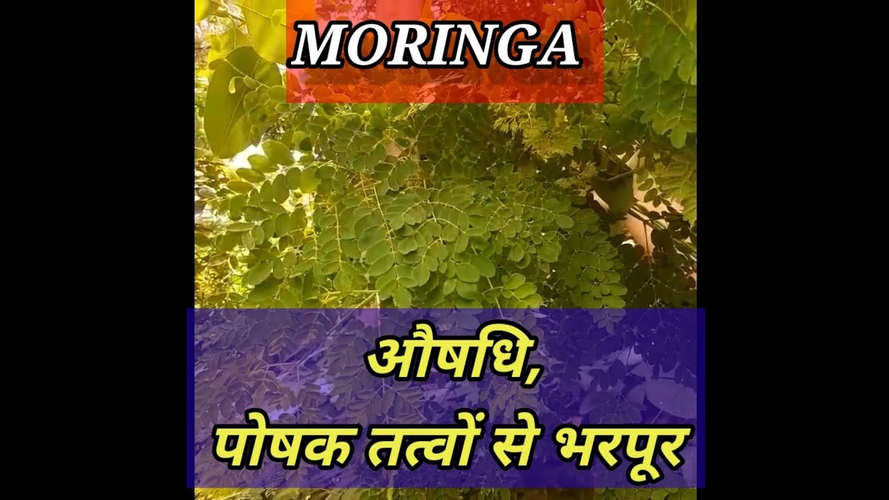 sahjan fali ka use ! शिग्रु !! Moringa plant !! a complete nutritional ...