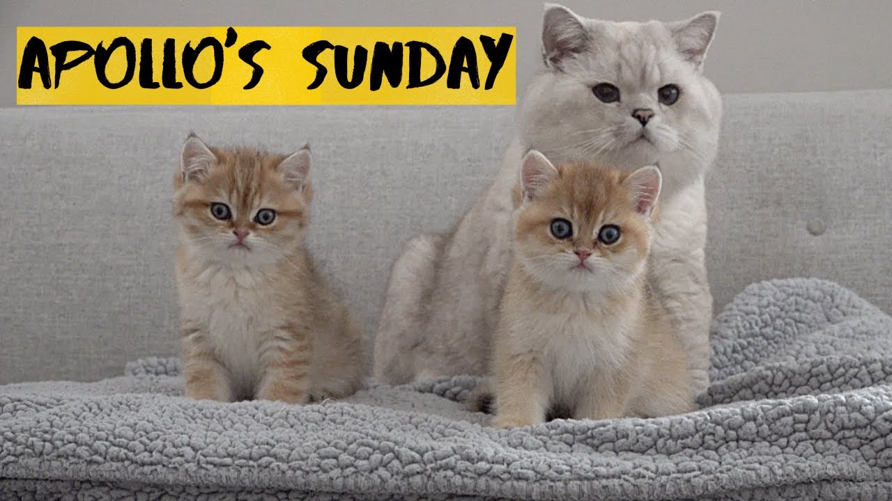 Cat Apollo and his kittens spending their weekend together - YouTube