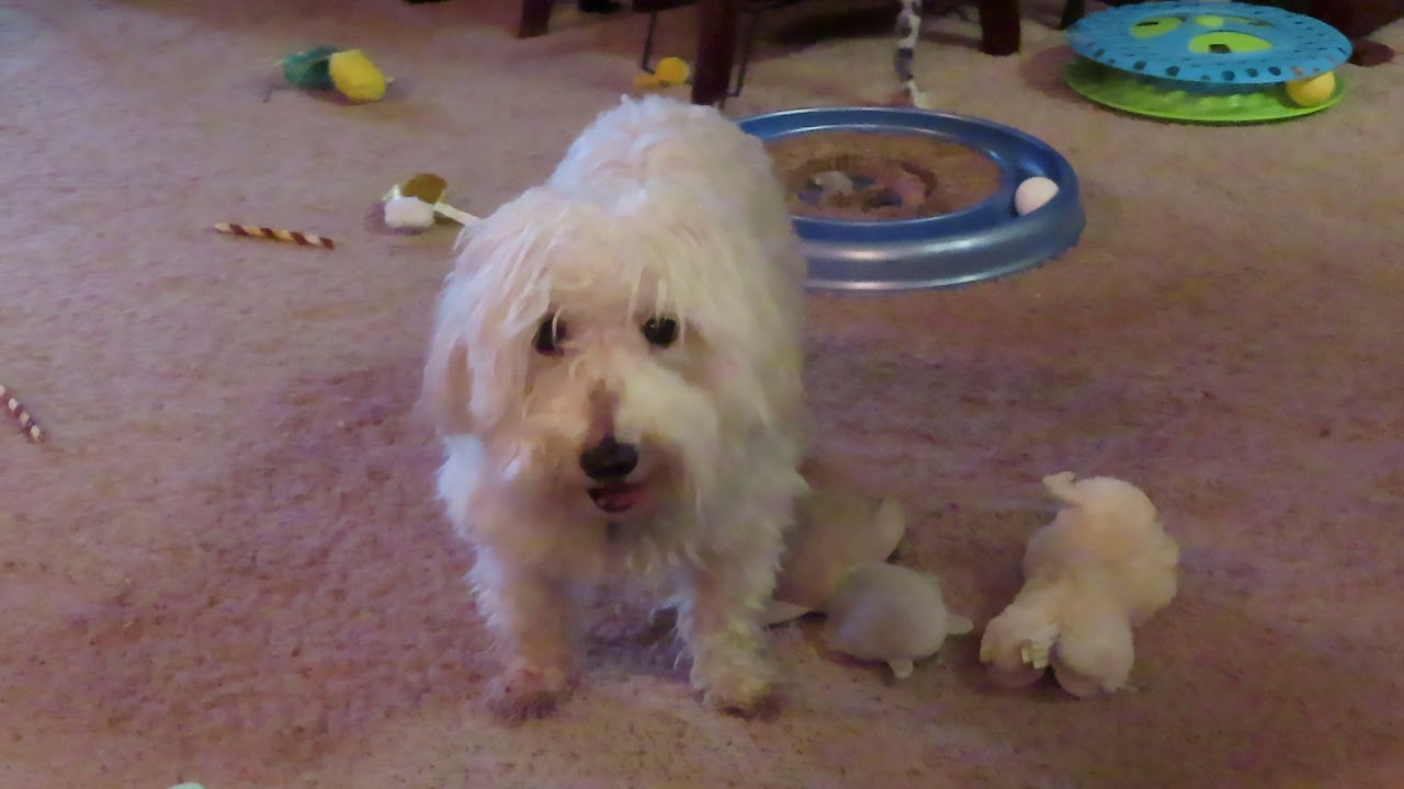 Daisy Plays 25Mar21 - YouTube