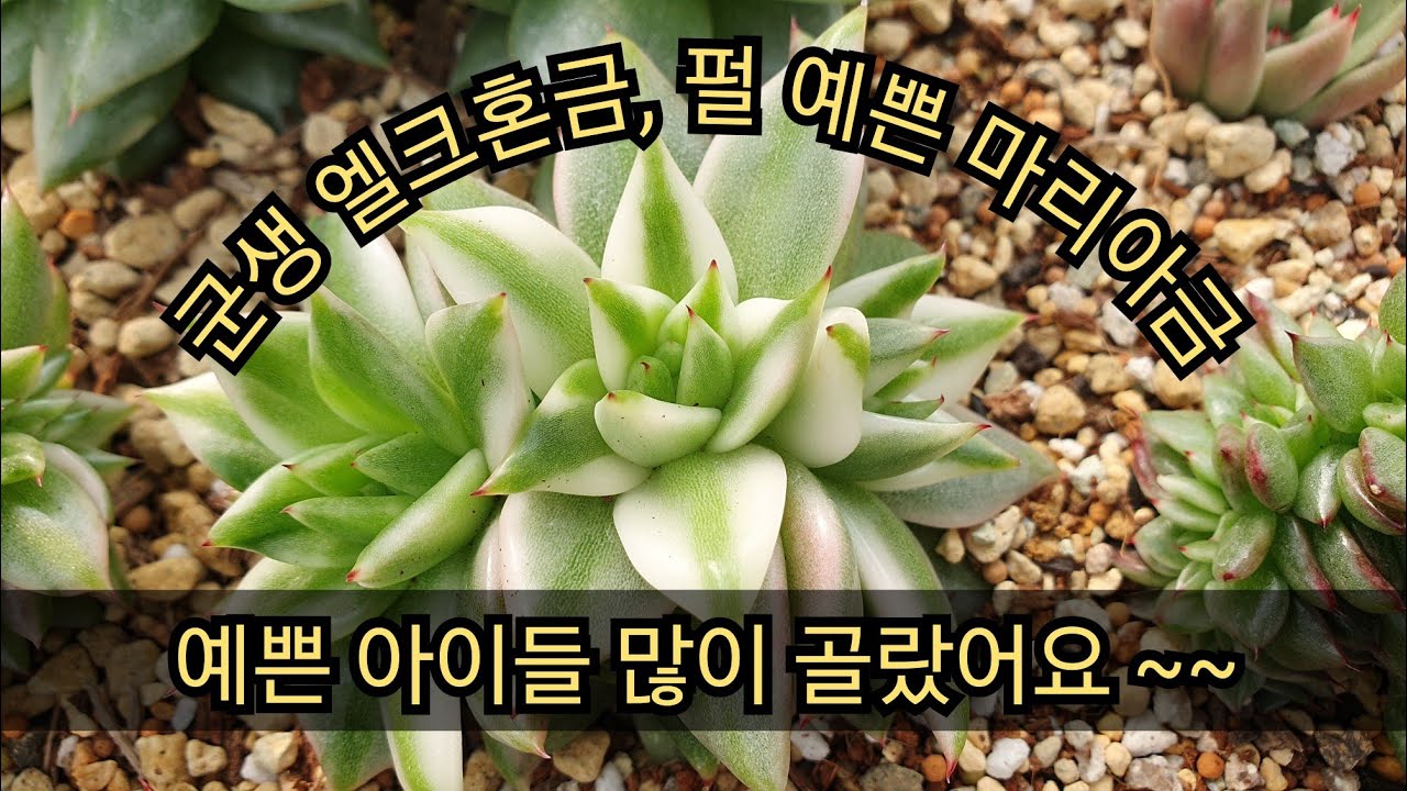 1월 19일 색감 예쁘고 머릿수 많은 아이들 구경해보세요 다육 다육이금 다육이 다육식물 다육이키우기 금다육