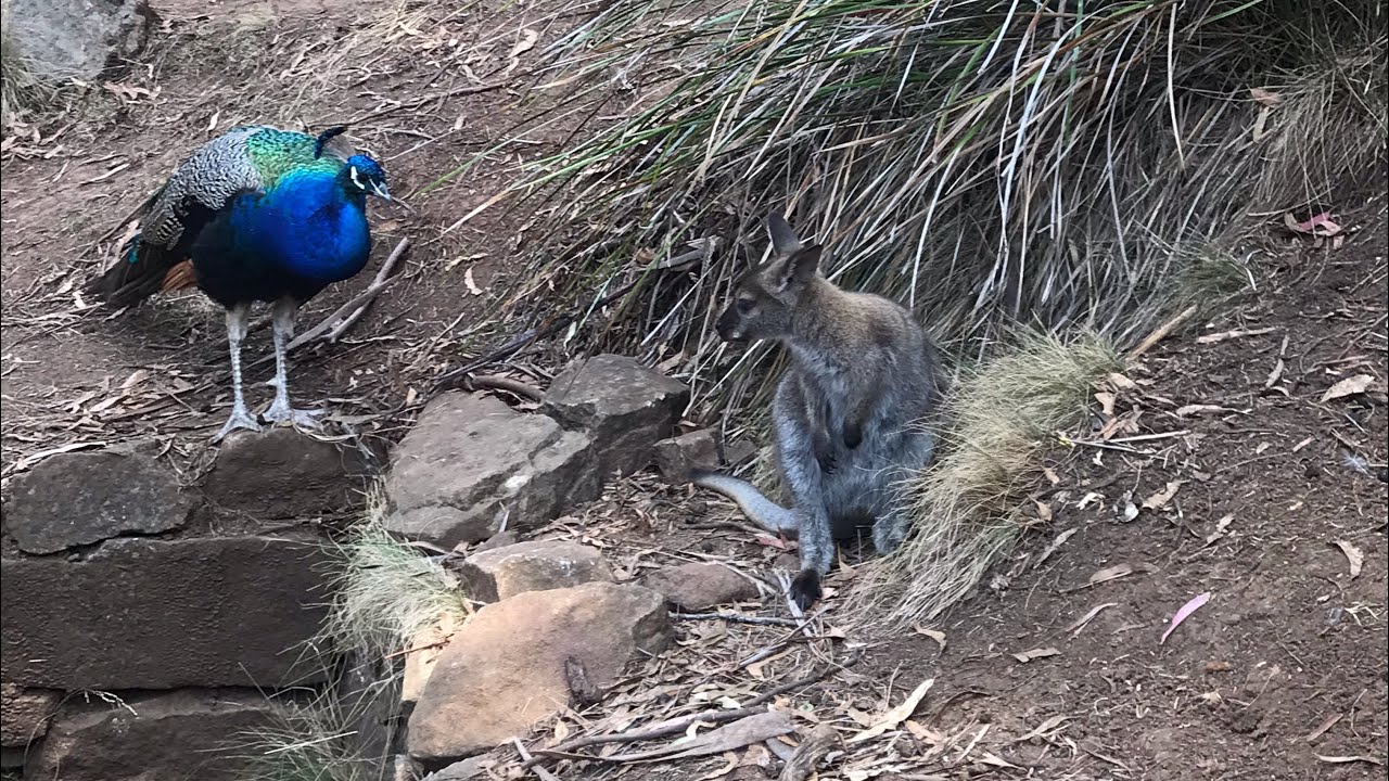 Cataract Gorge, Tasmania - YouTube