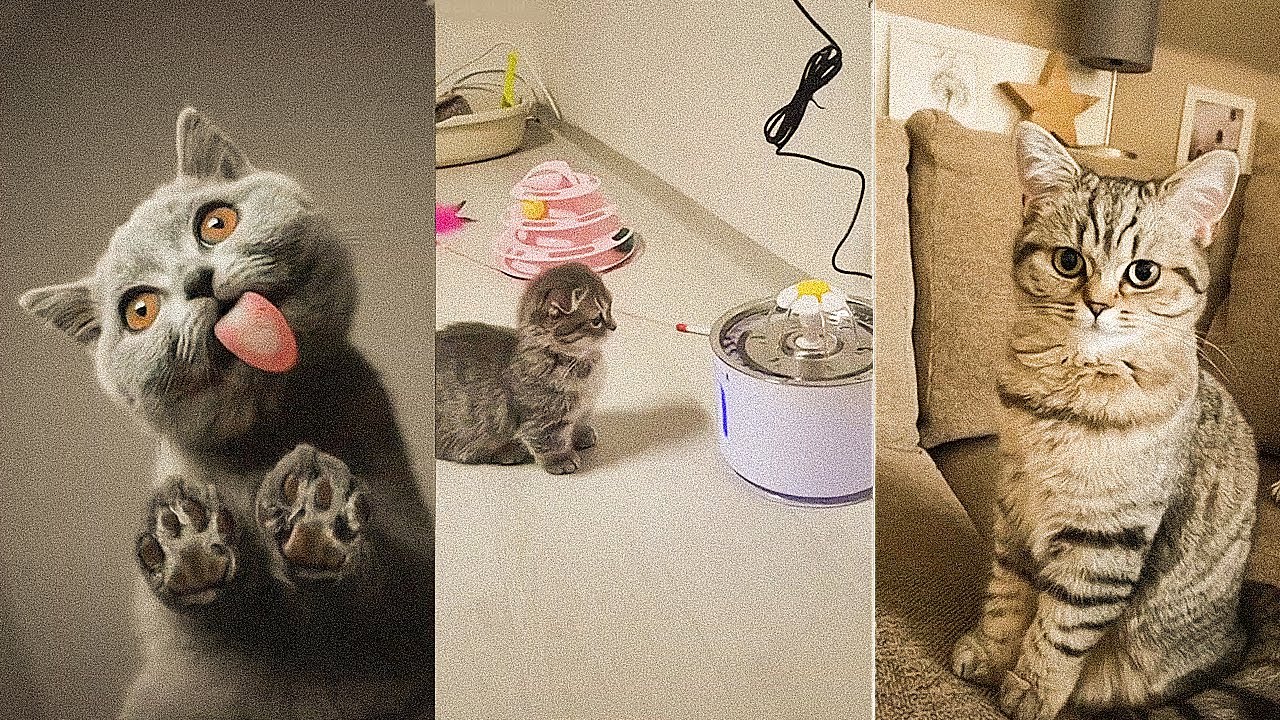 😁 Cute and Funny Cats Doing Stupid Things - YouTube