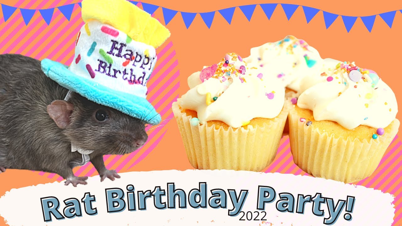 A RAT birthday party?😱🎉🎂 2022 - YouTube