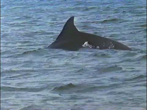 Uncovering the Secret language of Dolphins: Close Encounters - YouTube