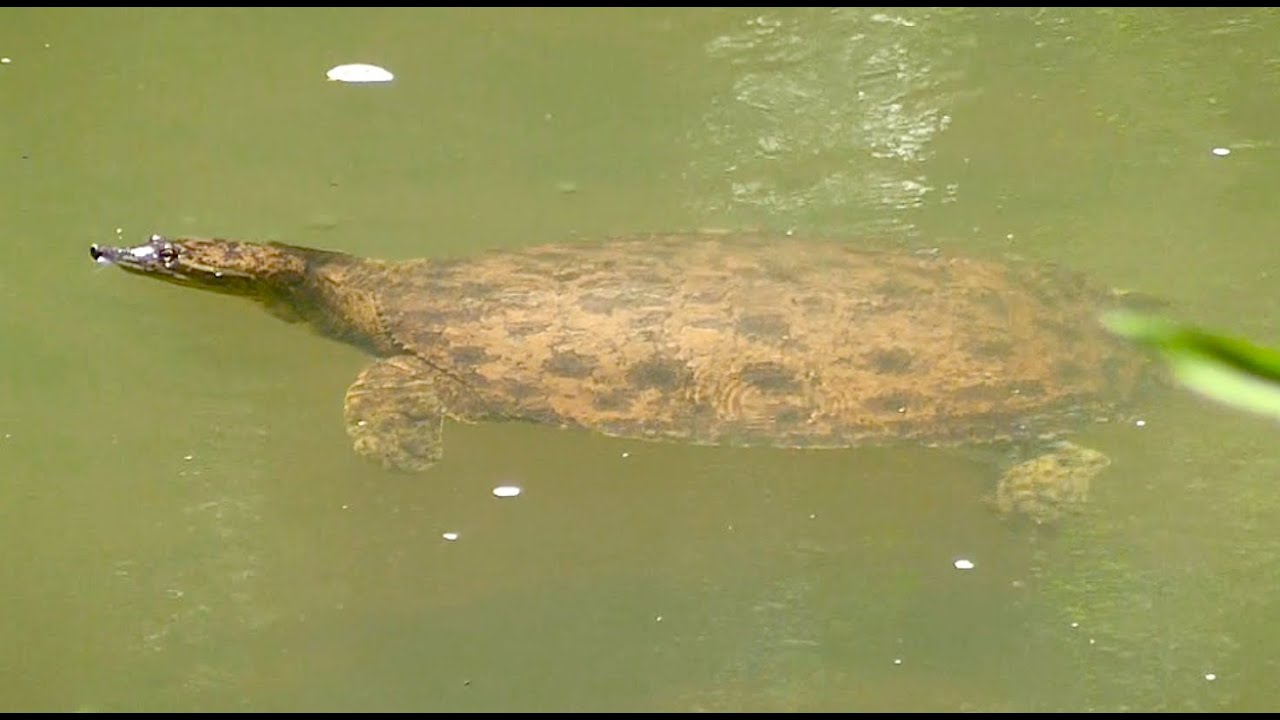 Huge Female Gulf Coast Spiny Softshell Turtle Basking & Swimming - YouTube