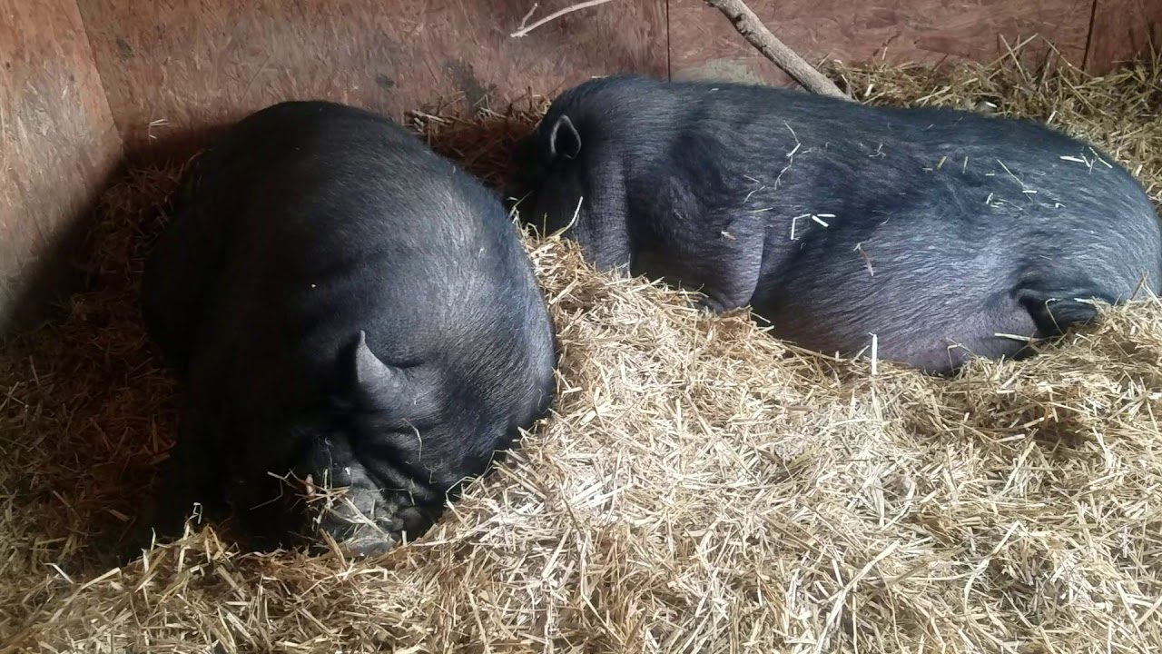 Dreaming Snoring Miniature Potbellied Pigs - YouTube