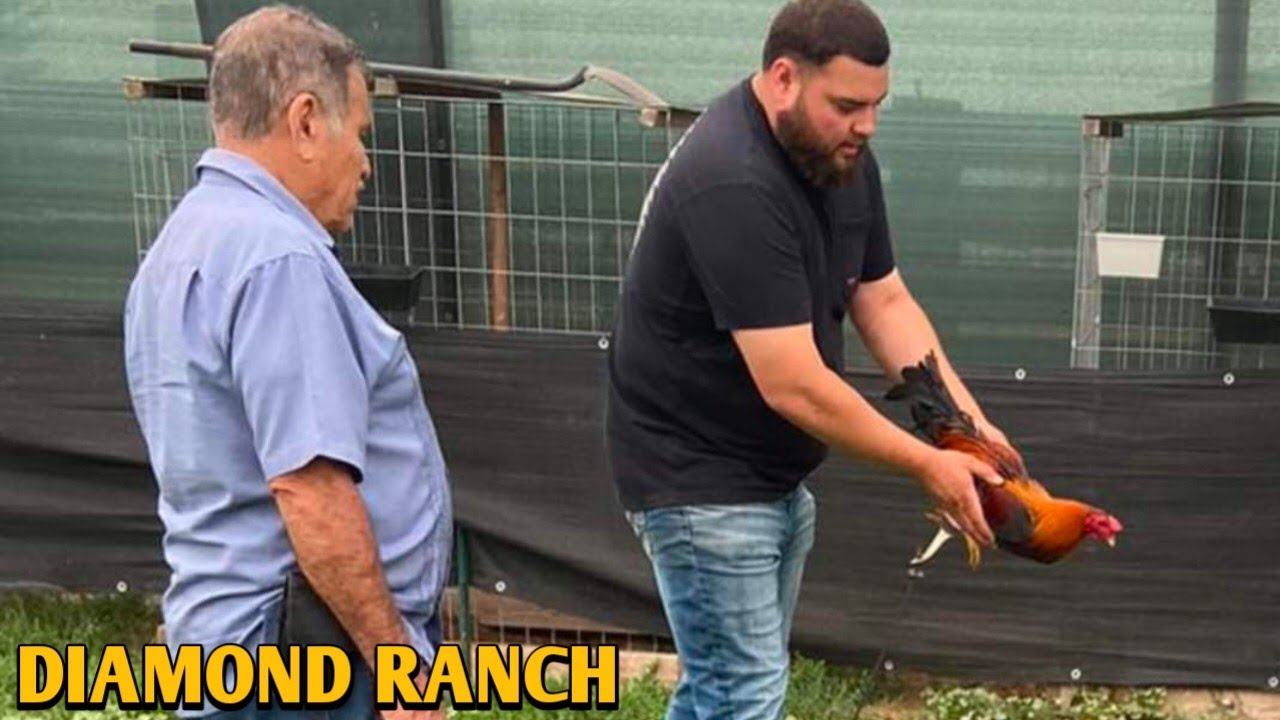 Sweater Hatch Yellow leg - DIAMOND RANCH - YouTube