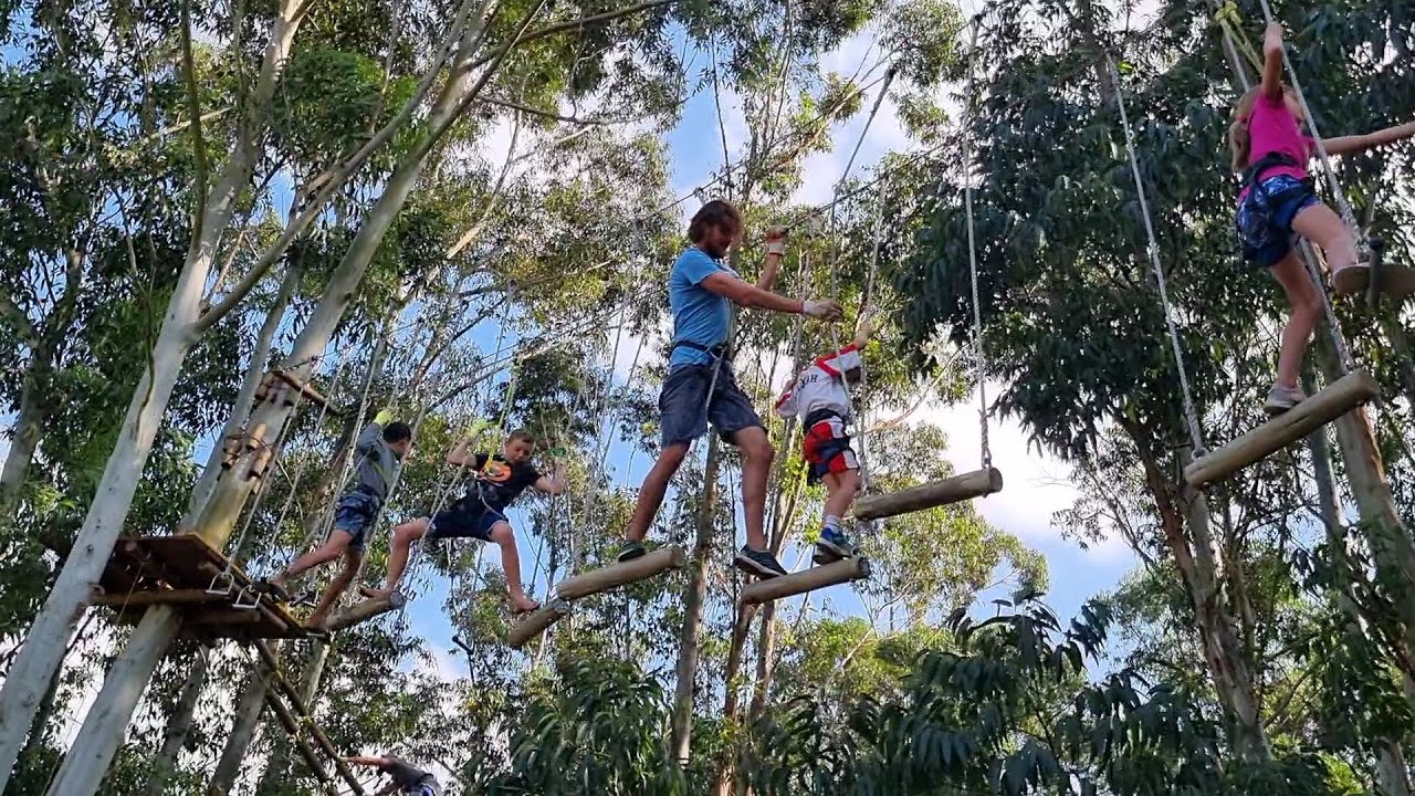 Welcome to Tree Trails! - YouTube