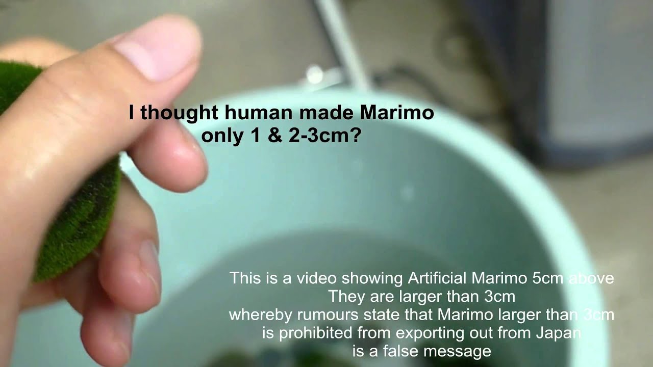 Marimo 5cm Japan Akanko - YouTube