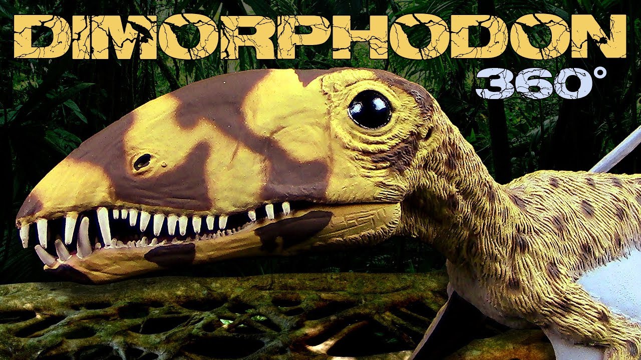 CollectA ® Dimorphodon Deluxe - 360° - Neuheit 2017 - YouTube