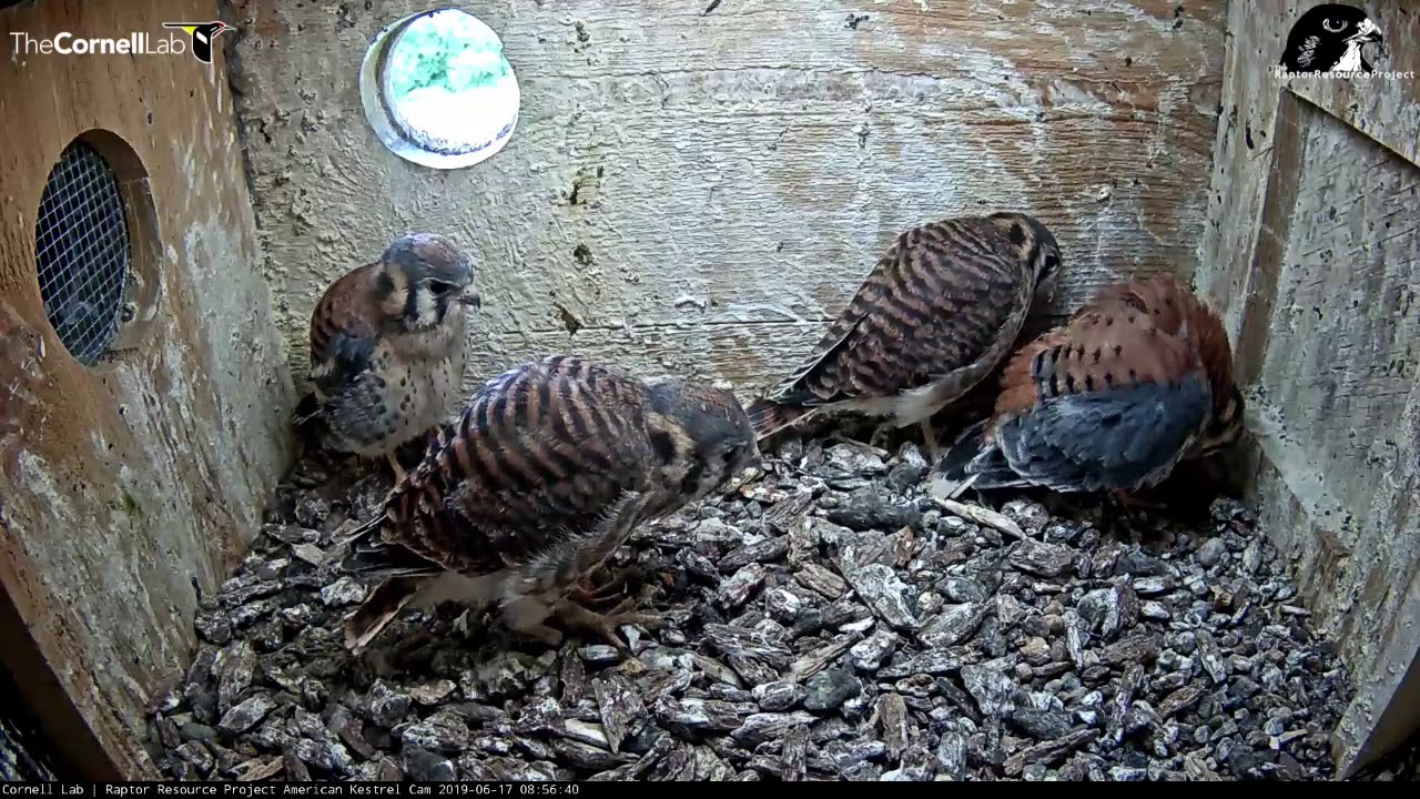 Male Kestrel Snatches Prey Item, Siblings Compete For Bites – June 17 ...