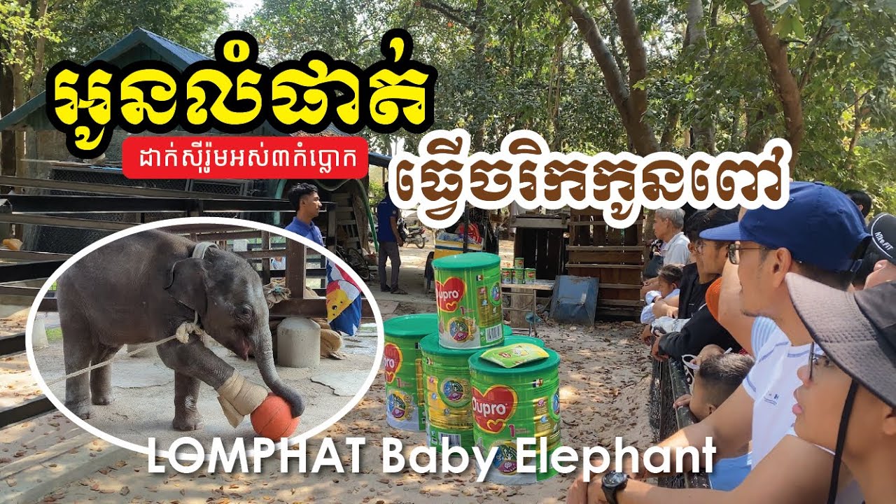 Lomphat is a baby elephant | អូនលំផាត់ធ្វើចរិកកូនពៅ ...