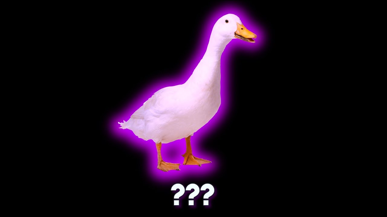 19 "Laughing Duck" Sound Variations in 60 Seconds - YouTube
