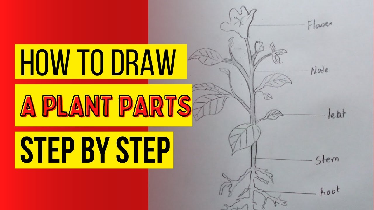 How To Draw Part of a plant - YouTube