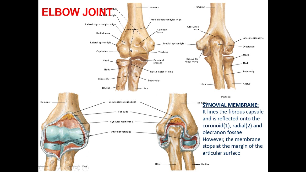 3 Elbow Joint YouTube 3-elbow-joint-youtube