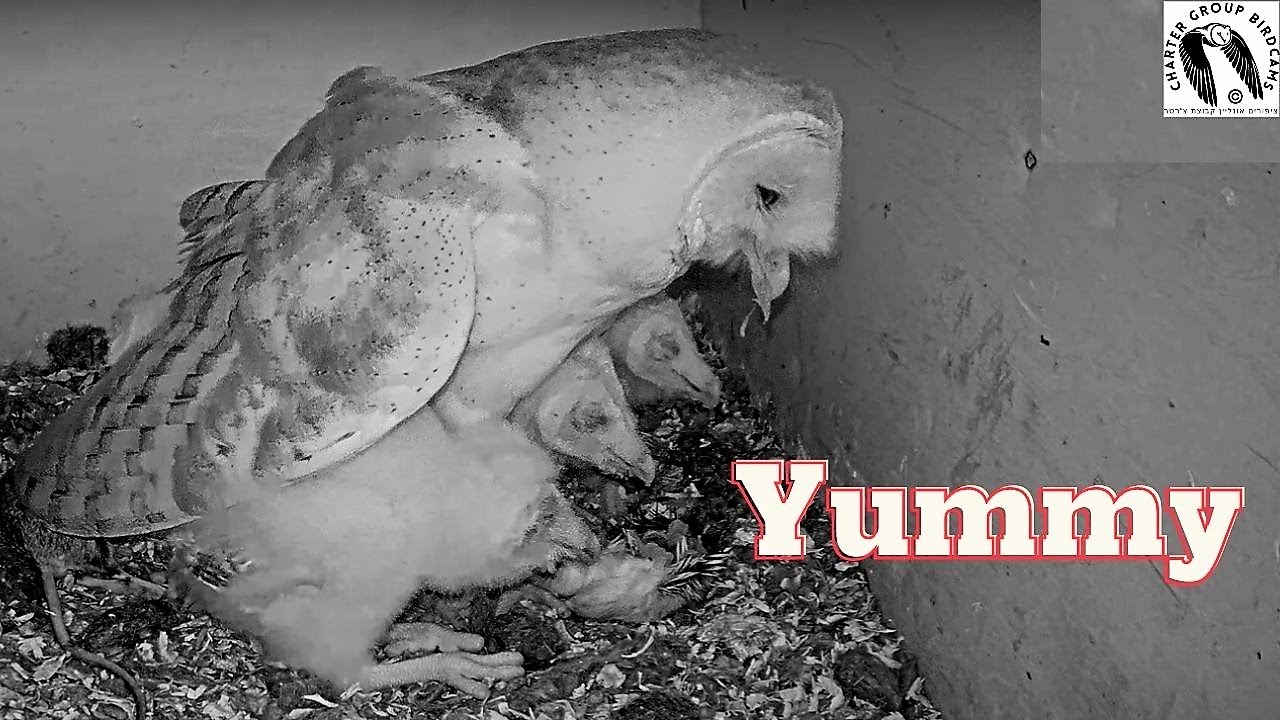 Growing Appetites: Hungry Barn Owl Nestlings Get Fed - YouTube