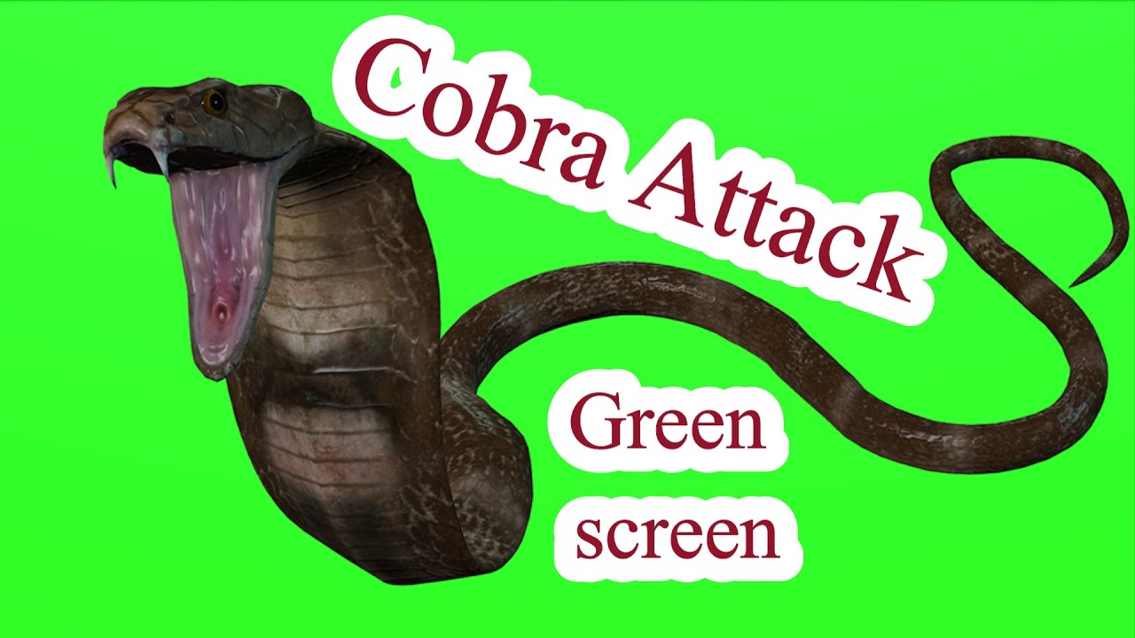 Green screen Cobra Snake animation part 2 Cobra attack - YouTube