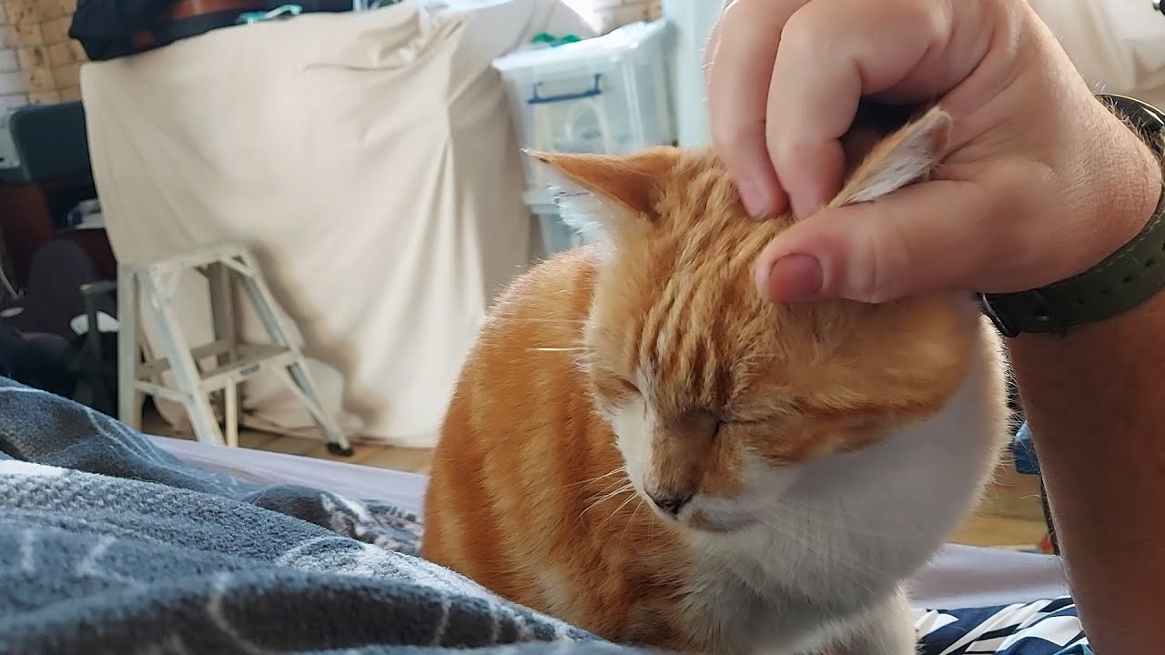 Curry the Cat getting a pet and purring loudly - turn volume up to full ...