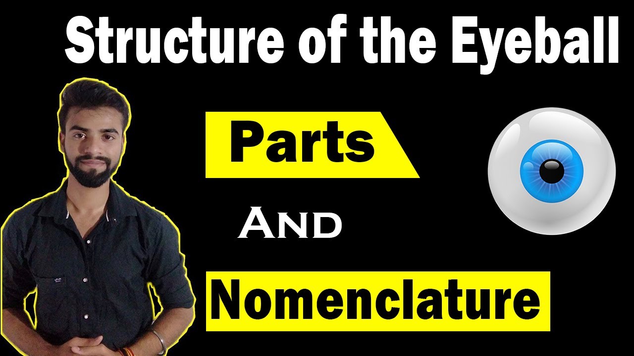 Structure of Eyeball 👀(Anatomy) || Parts & Nomenclature || आँख के भागों ...