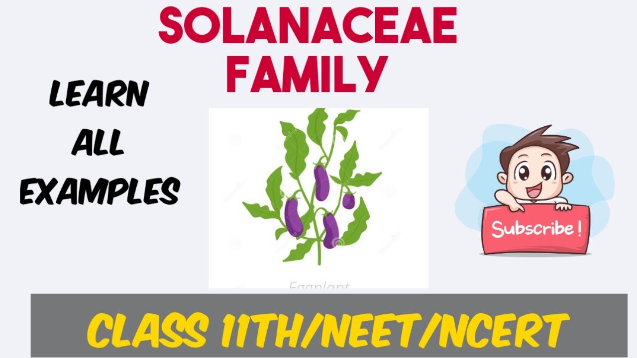 Family Solanaceae|| Memorize all Examples - YouTube
