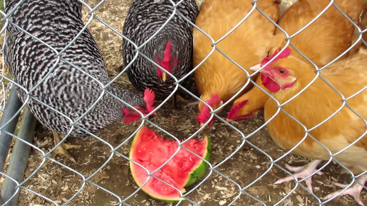 Chickens Eating Watermelon First Time Ever!!! - YouTube