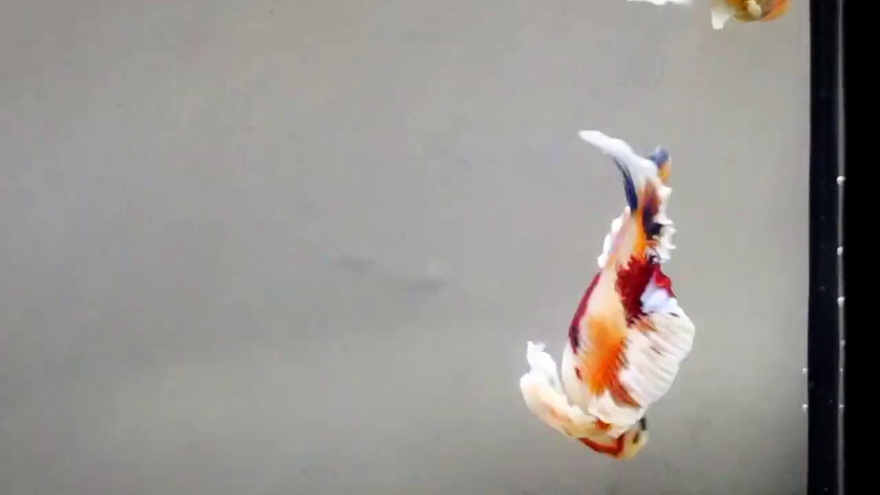 Dumbo nemo - YouTube