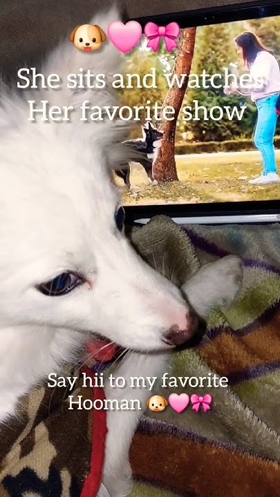 Say hii to my hooman🩷🎀🐶#doglover #dogshorts #pomeranian #dog #love # ...