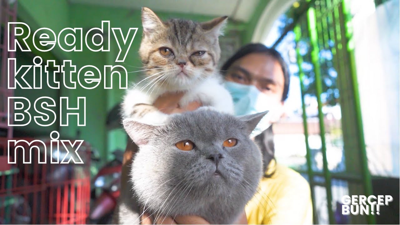anak kucing kitten hasil kawin exotic shorthair x british shorthair ...