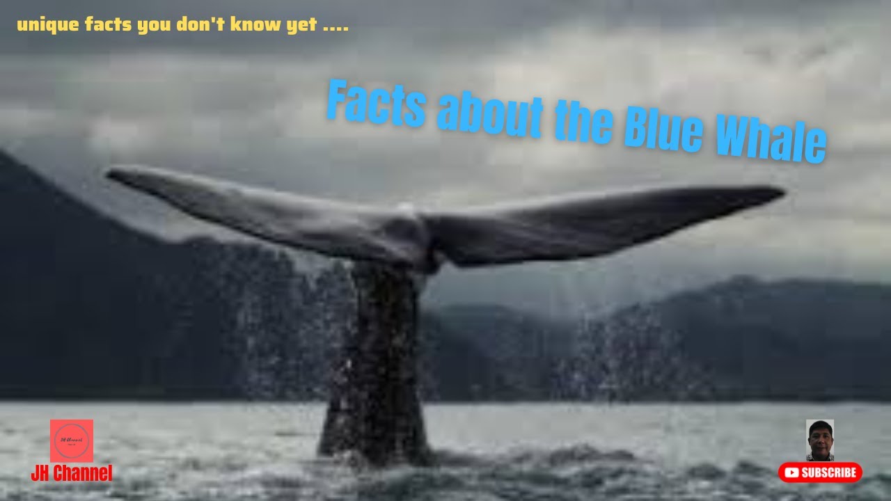 6 Unique Facts about Blue Whale, Unique facts you don't know yet… - YouTube