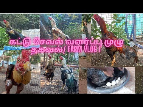 Kattu Seval Farm/ Vlog-1 in Tamil - YouTube