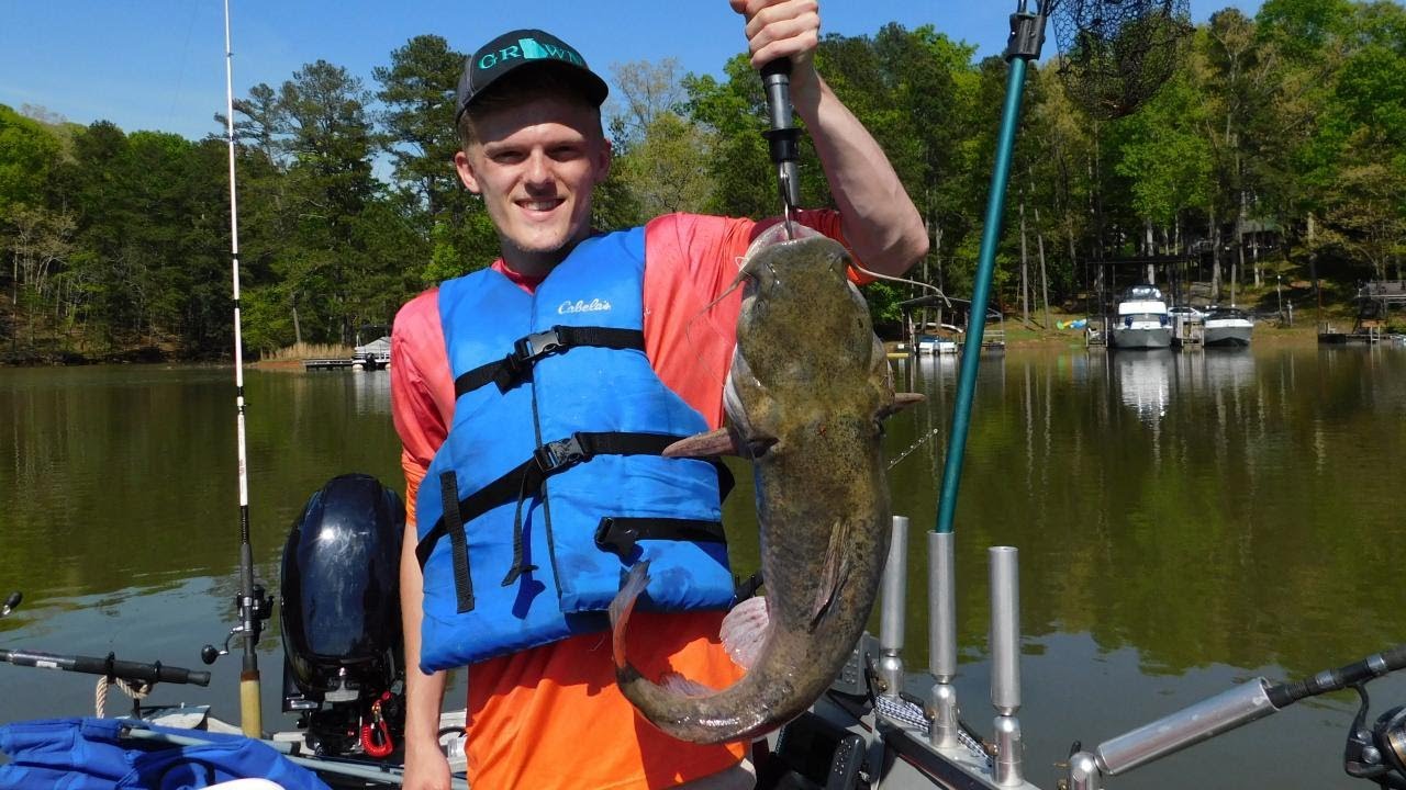 Redneck 101- How to Hook Blueback Herring for Catfish and Striper Bait ...