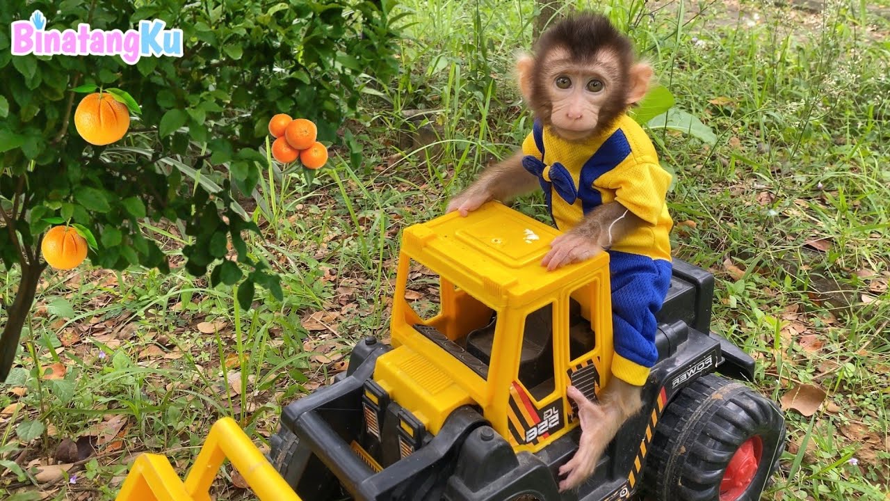 Luby Monyet Lucu Mengambil Buah Pisang dan Permen Menggunakan Excavator ...