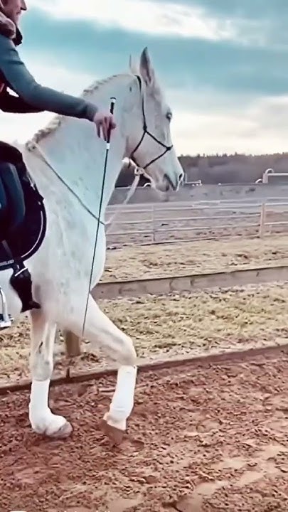 Love My Arabian Horse 🤍🤍🤍 - YouTube