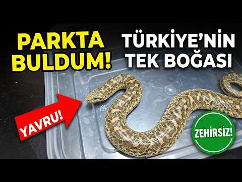 Parkta Bulduğum Yılan Türkiye'nin Tek Boğası Çıktı! 🐍 Kum Boğa Yılanı (Eryx jaculus)! 🐍
