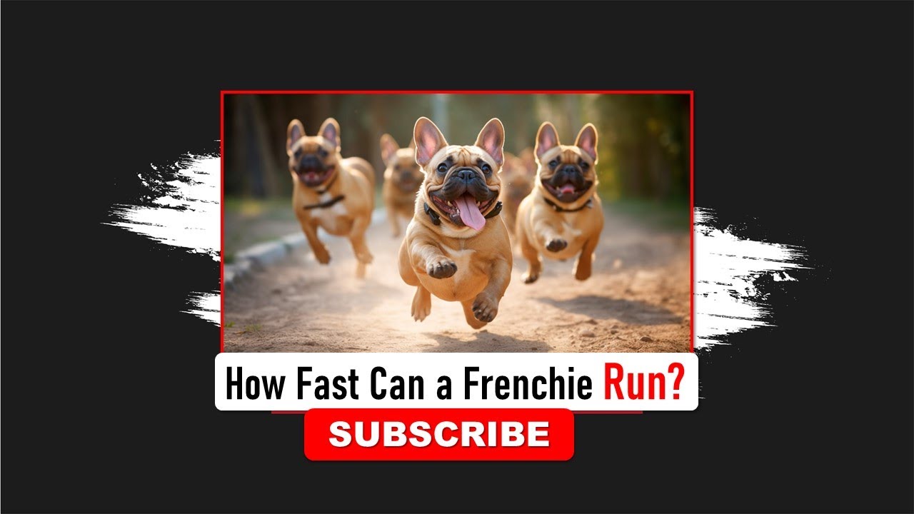 How Fast Can a French Bulldog Run | Frenchies Hub - YouTube