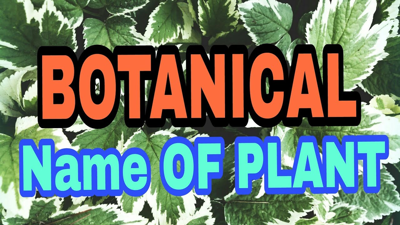 Botanical Name OF Specific PLANT - YouTube