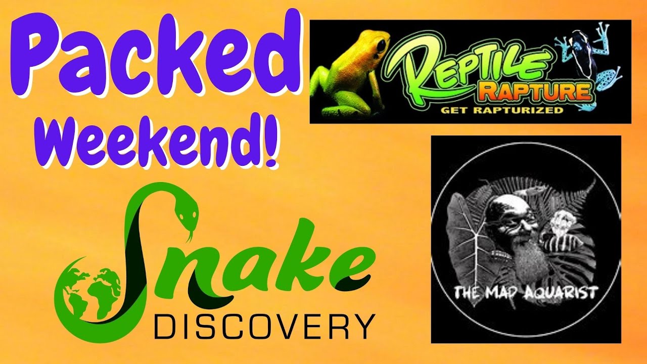 Snake Discovery , Reptile Rapture , and Chris Biggs all in one weekend ...