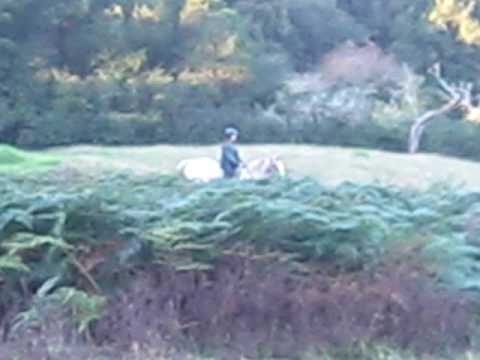 Cross country Sunny Side Stables group=) - YouTube