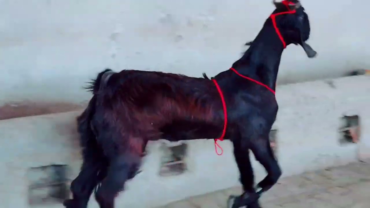 nachi male|dancer bakra|nachi goat|@Habibullah's nachi goat farm - YouTube