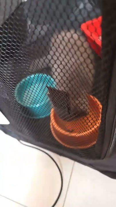 1st Kitty Meal ! - YouTube