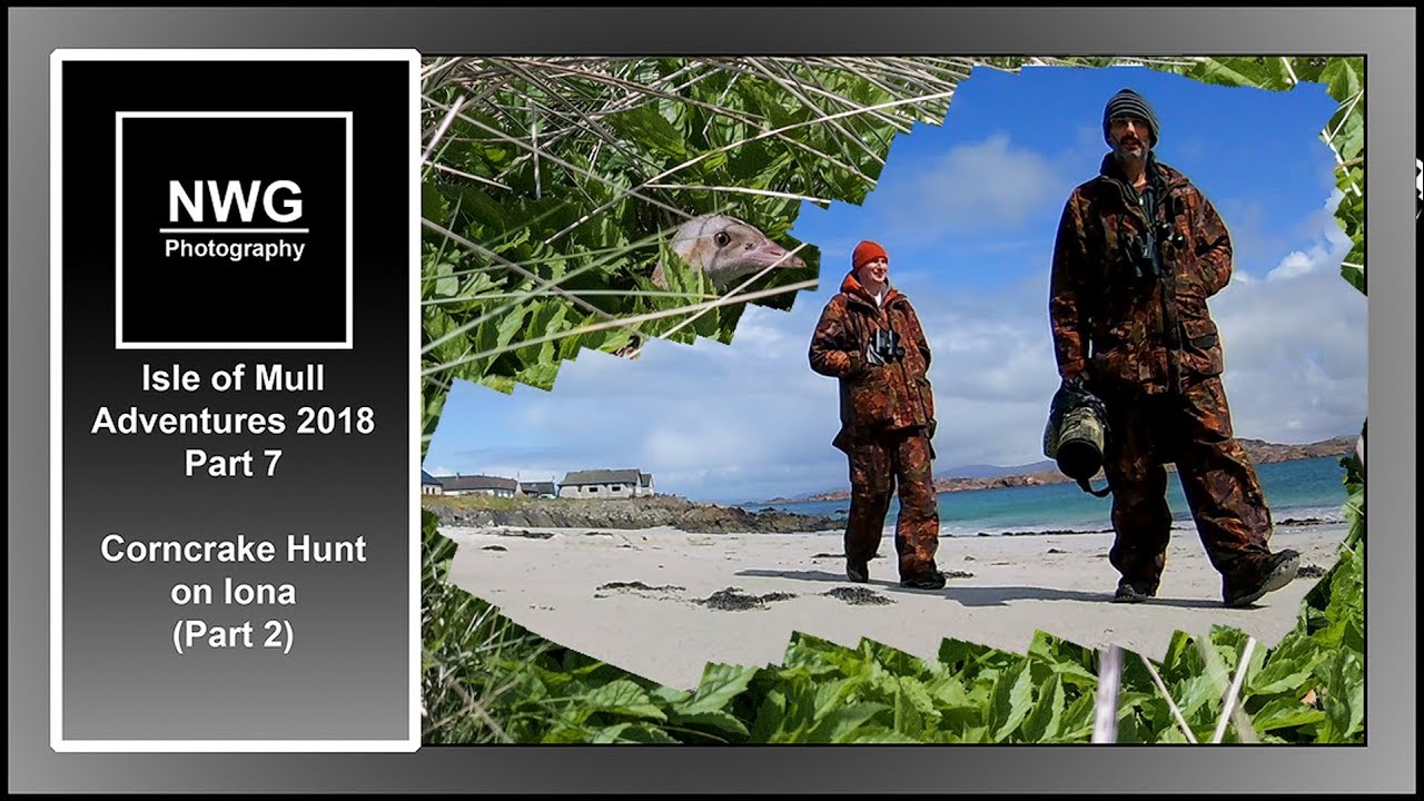 Mull 2018 - Part 7 - Iona Corncrake Hunt Part 2 - Wildlife Photography ...
