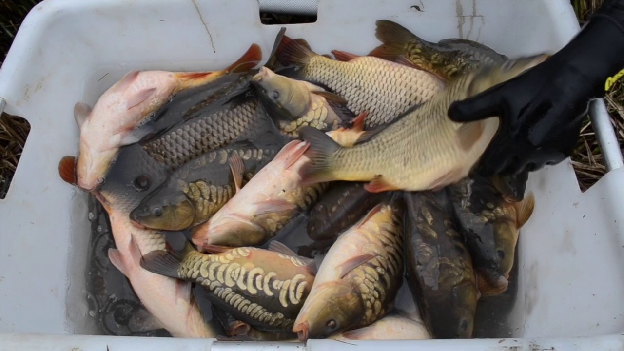 Growing carp the BP Milling way - YouTube