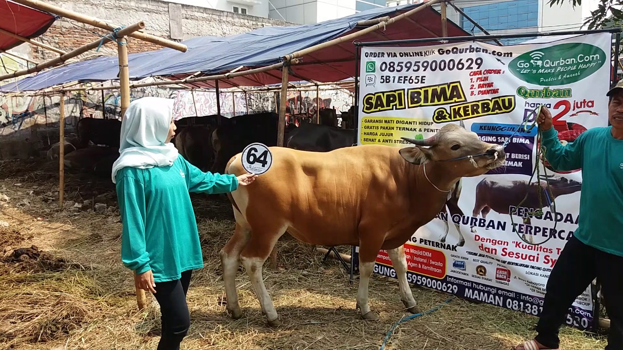 Sapi Bima Qurban 2017 Kode: 64 Rp. 17,5 juta GoQurban.com - YouTube
