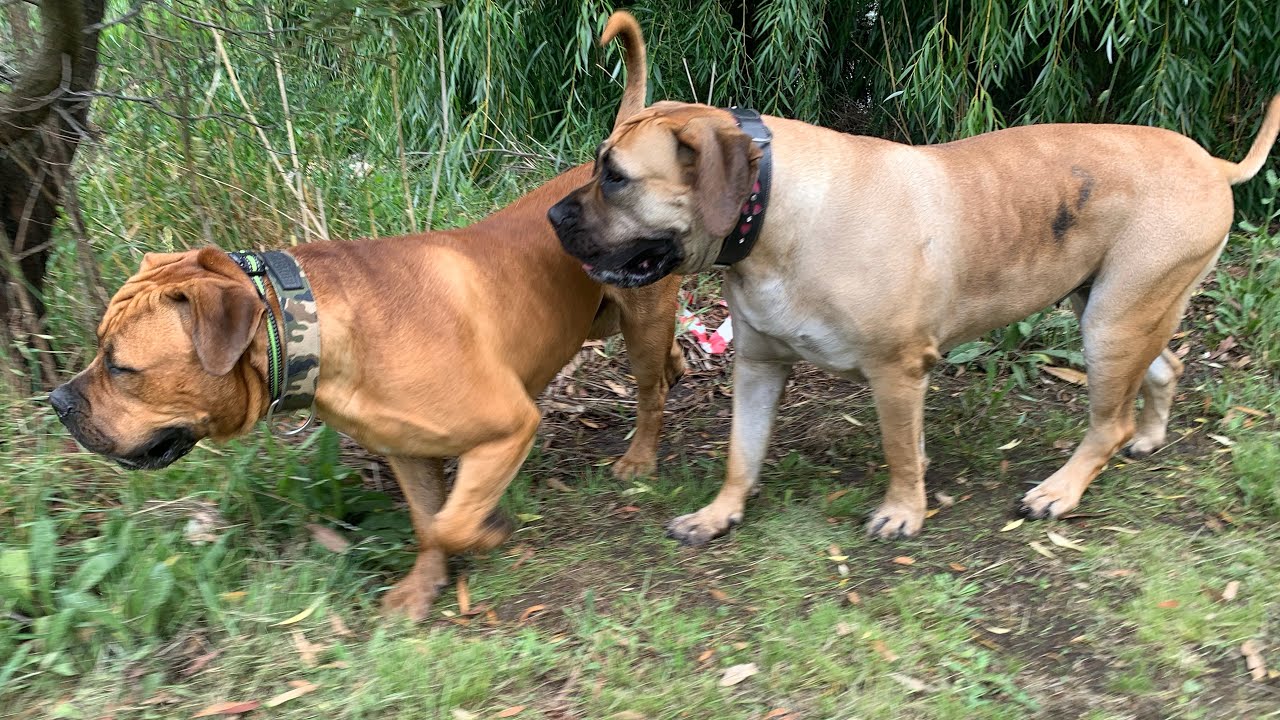 Boerboel’s out on a Walk #boerboel - YouTube
