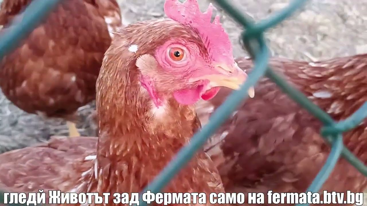 Зад кадър от Фермата 8 по време на дуела Дидо Радо Youtube