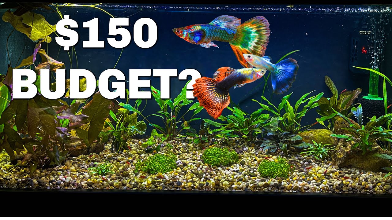 Buying EVERYTHING You Need for an AQUARIUM on a BUDGET - YouTube