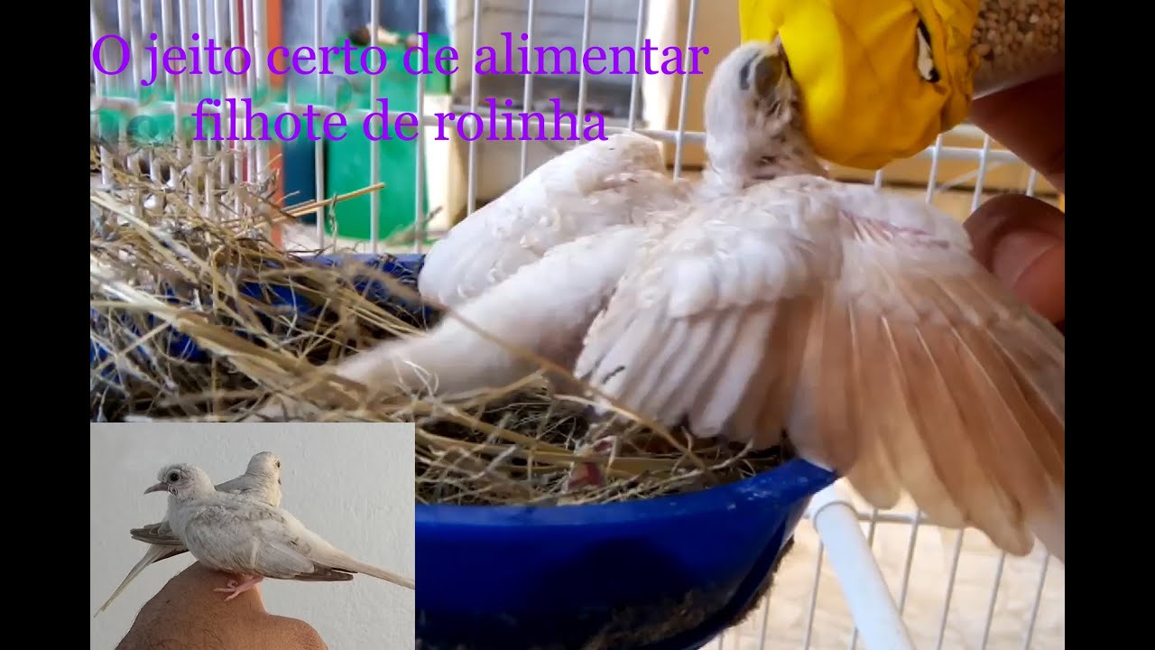 O jeito certo de alimentar filhote de rolinha - YouTube