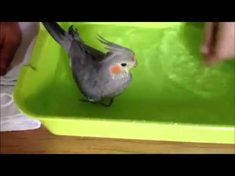 Cockatiel take a bath - YouTube