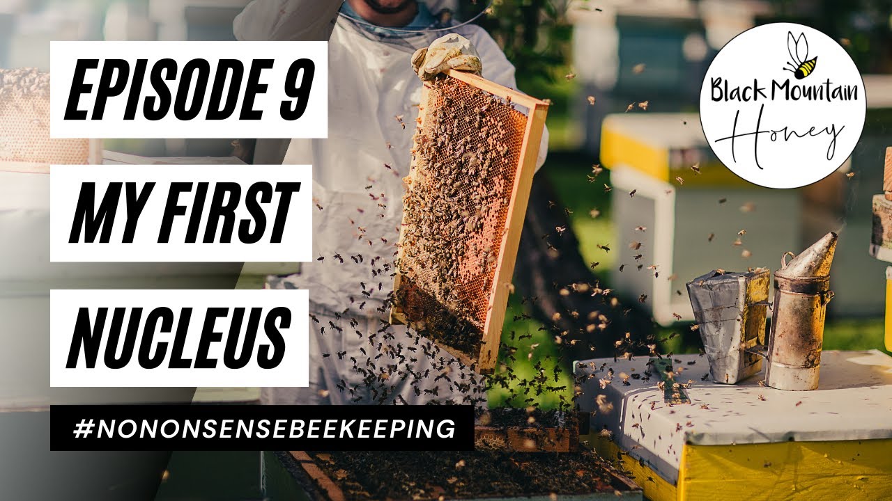 Should I Keep Bees - Ep 9 - My First Nucleus - How to Stop my Bees ...